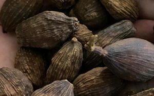 19 Manfaat Kapulaga, Macam Jenisnya, Nutrisi & Efek Samping - Herbaljsr.com