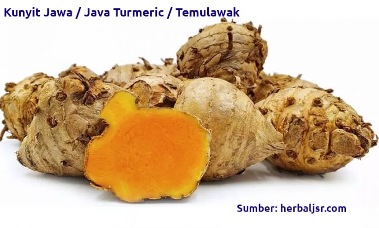Temulawak /Kunyit Jawa: 10 Manfaat, Dosis dan Efek Samping - Herbaljsr.com